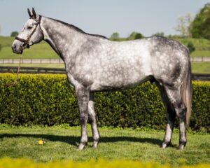 Texas Thoroughbred Association – The official website of the TTA