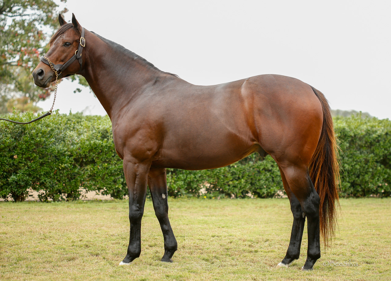 Valor Farm Stallion Bradester Gets First Winner with Texas-bred ...